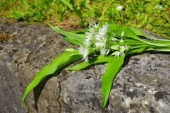 L’AIL DES OURS. - Natuphyt