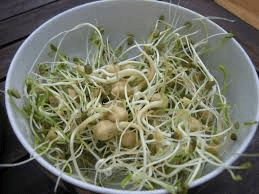 Les graines germées, effet de mode ou réel atout santé ? - Natuphyt